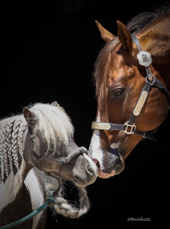 Dash & Dance Futurity